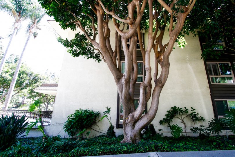 The Winbury - Culver City CA
