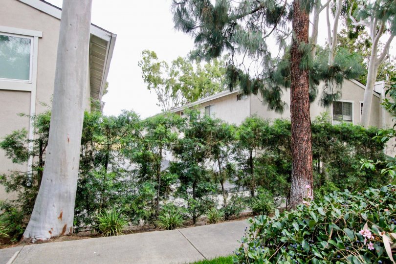 Green Tree Condos, Lofts & Townhomes For Sale | Green Tree Real Estate ...